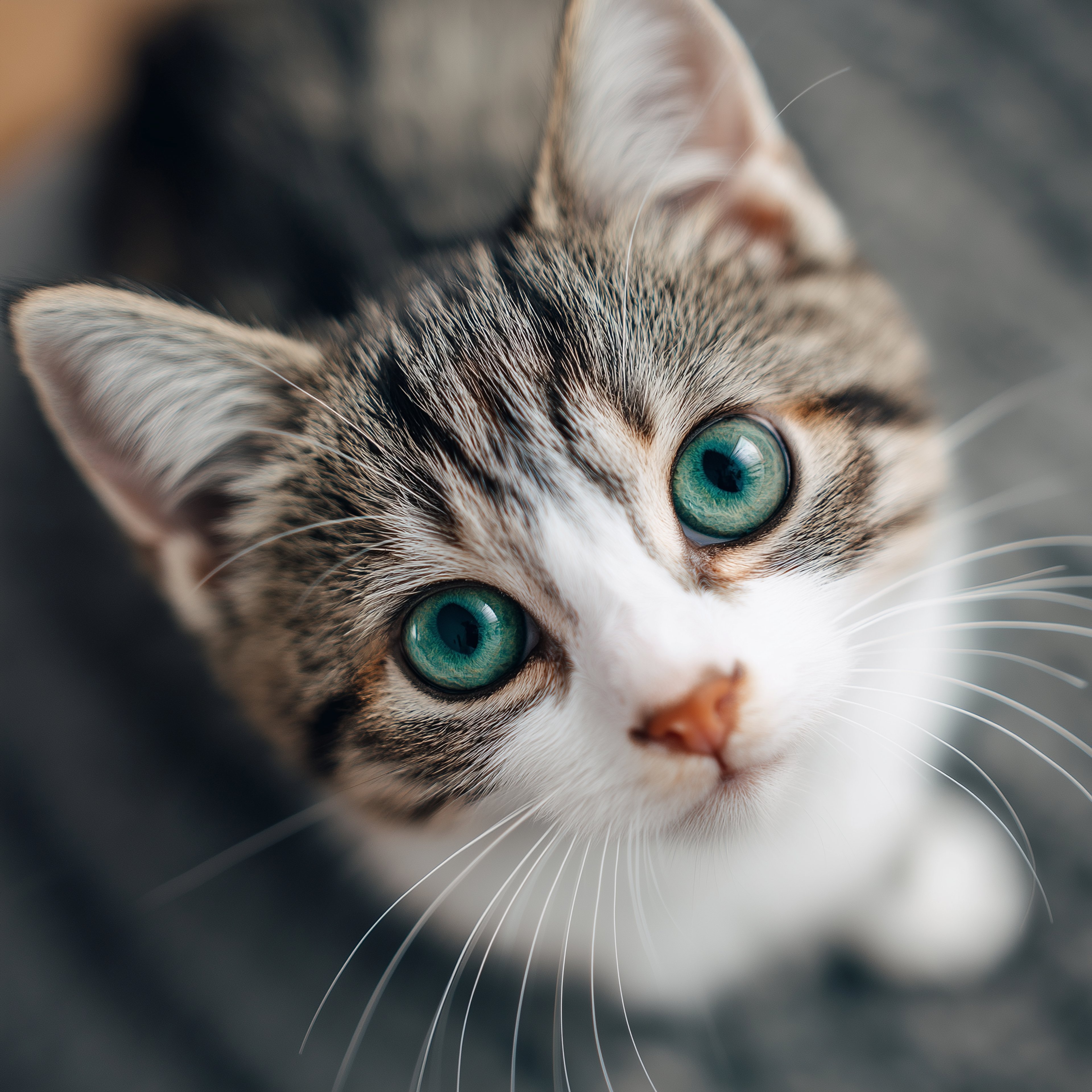 Cat AI Image Prompts - Creative Gallery | Prompt CAT